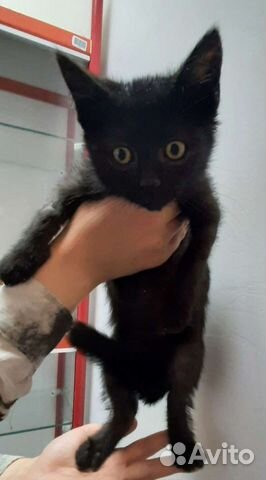 Котенок кошка в добрые руки