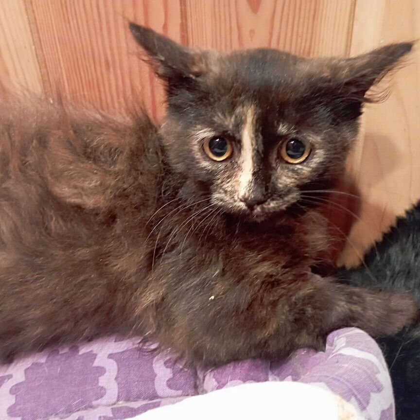 Пушистая черепашка в добрые руки