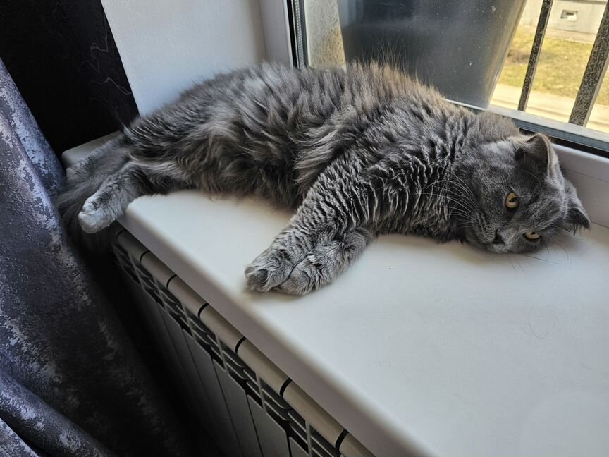Кошки в добрые руки породистые