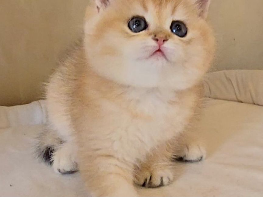 Британские золотые котята"Шиншиллы"