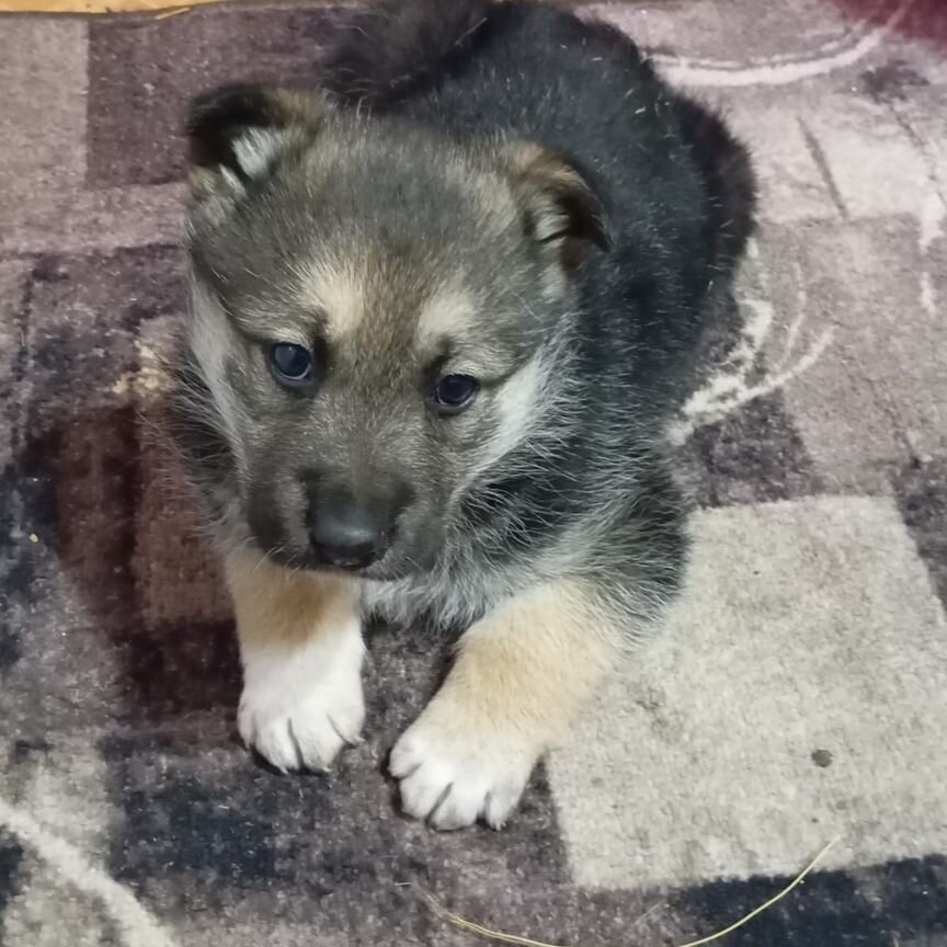 Щенок в добрые руки бесплатно