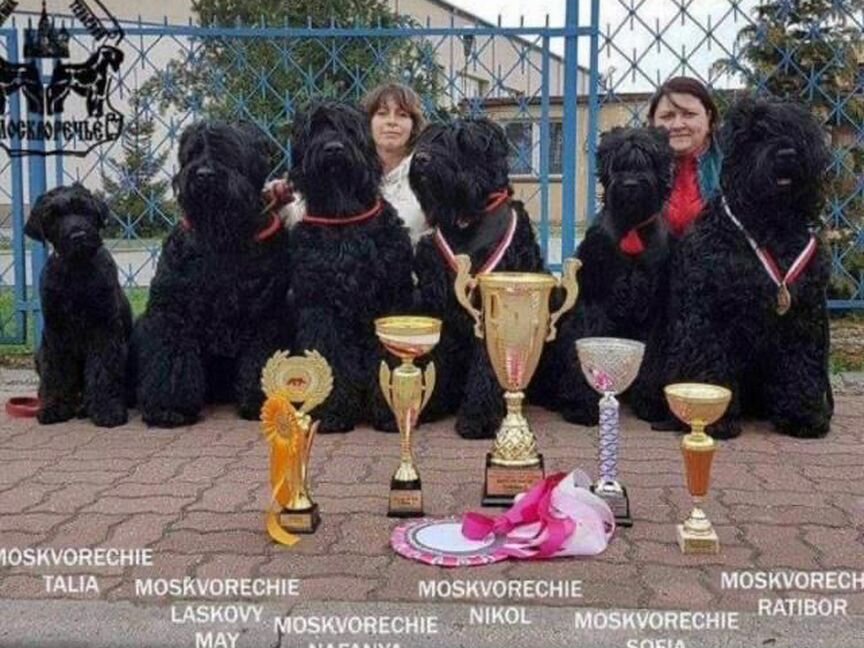 Русский черный терьер шикарный щенок