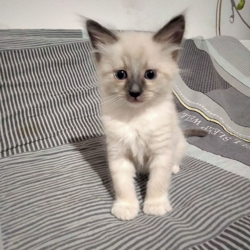 Котята тайские
