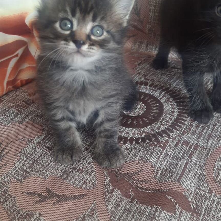 Красивые котята