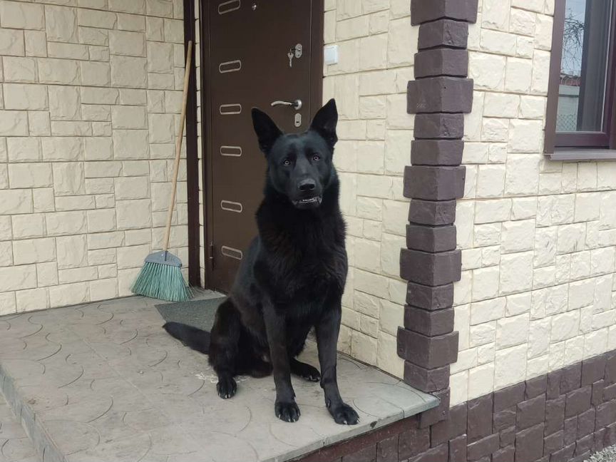 Вязка вео кобель