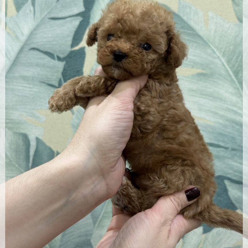 Мальтипу, щенок