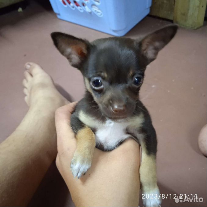 Щенок тойчика