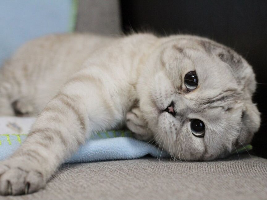 Шотландские котята