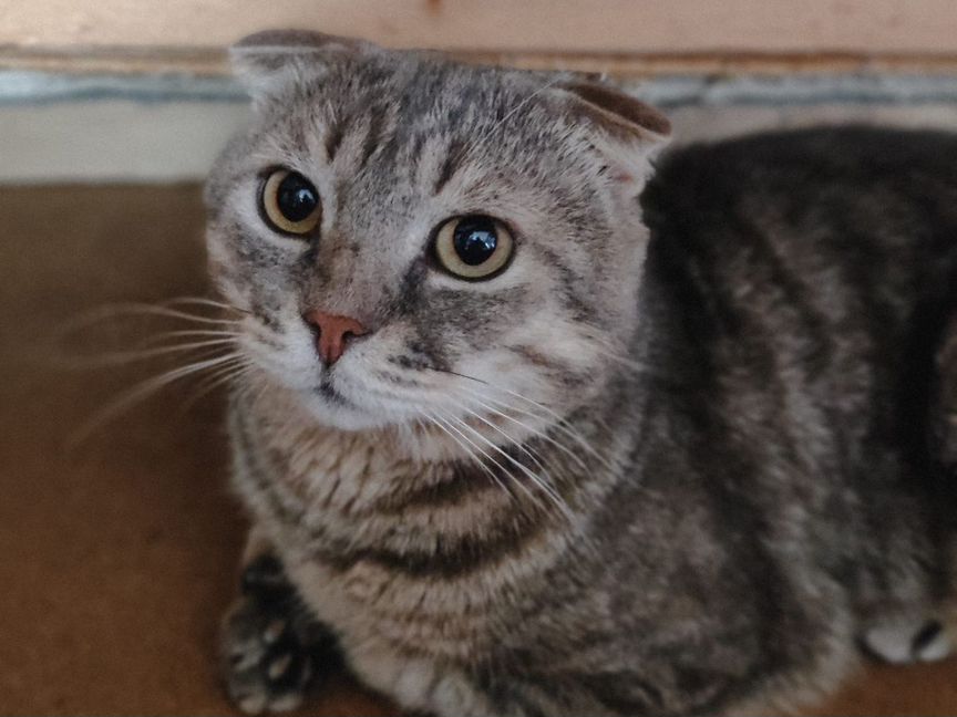Шотландский котик. 1 год