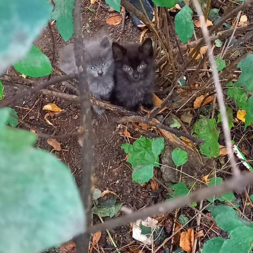 Котята в добрые руки