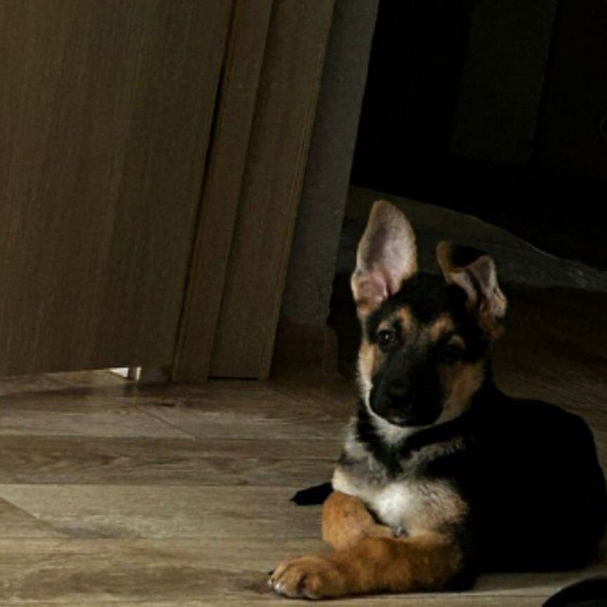 Немецкая овчарка