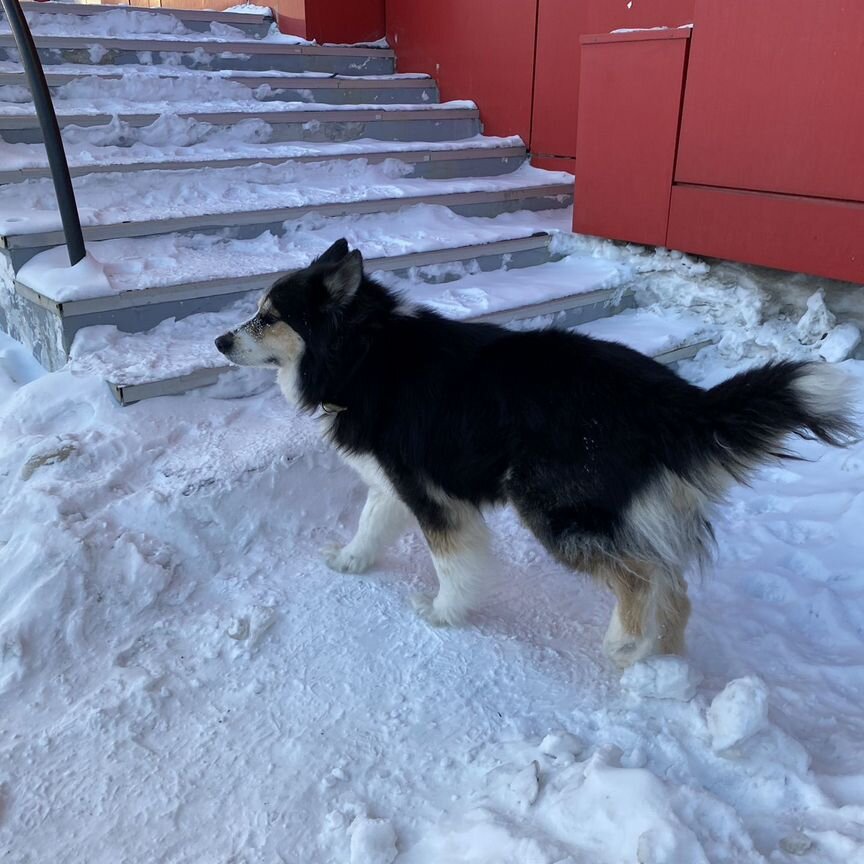 Собачка потерялась,есть ошейник,ищет хозяина