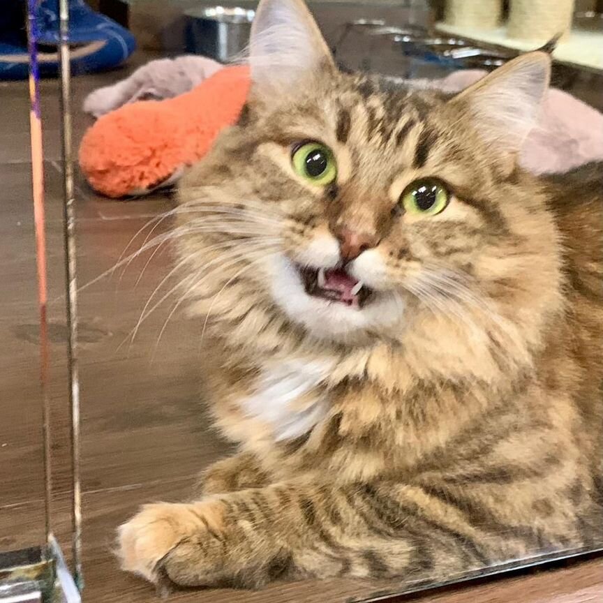 Амора в поиске дома