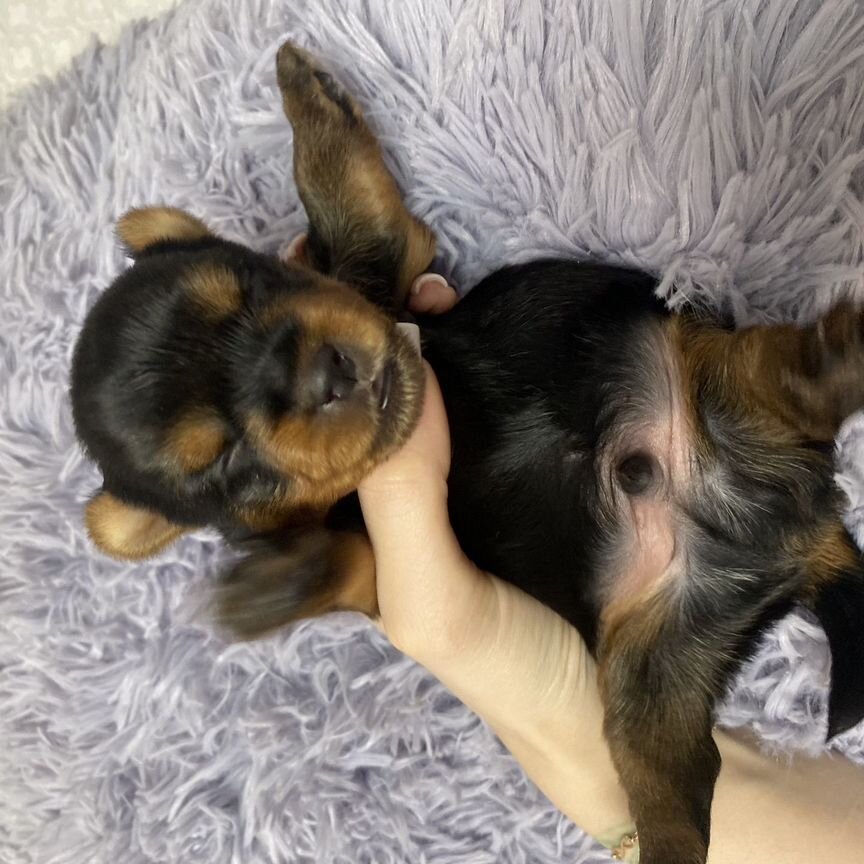 Йоркширский терьер щенки