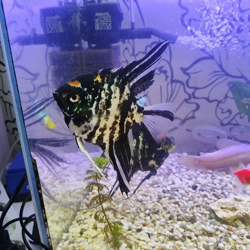 Продам или обменяю рыбок