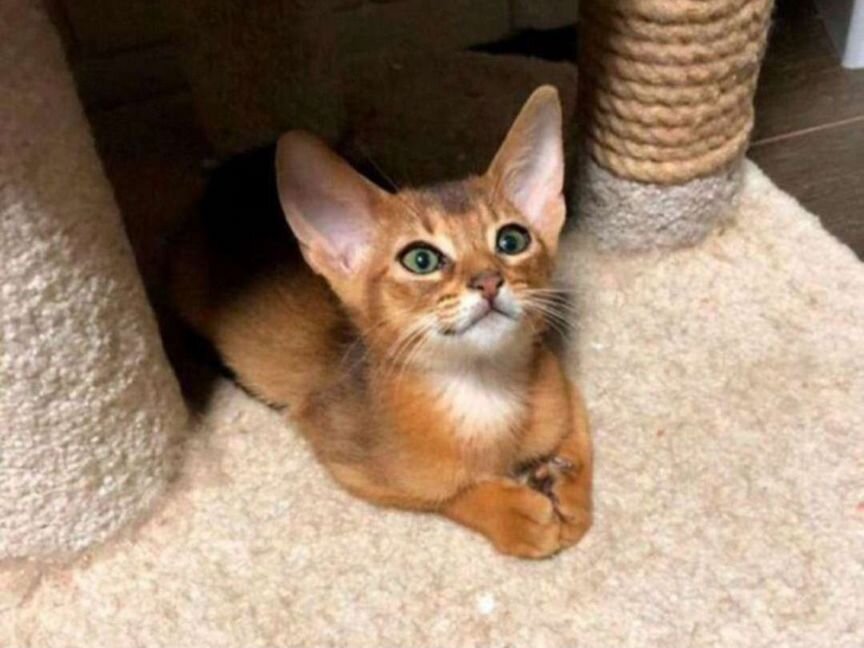 Абиссинские котята