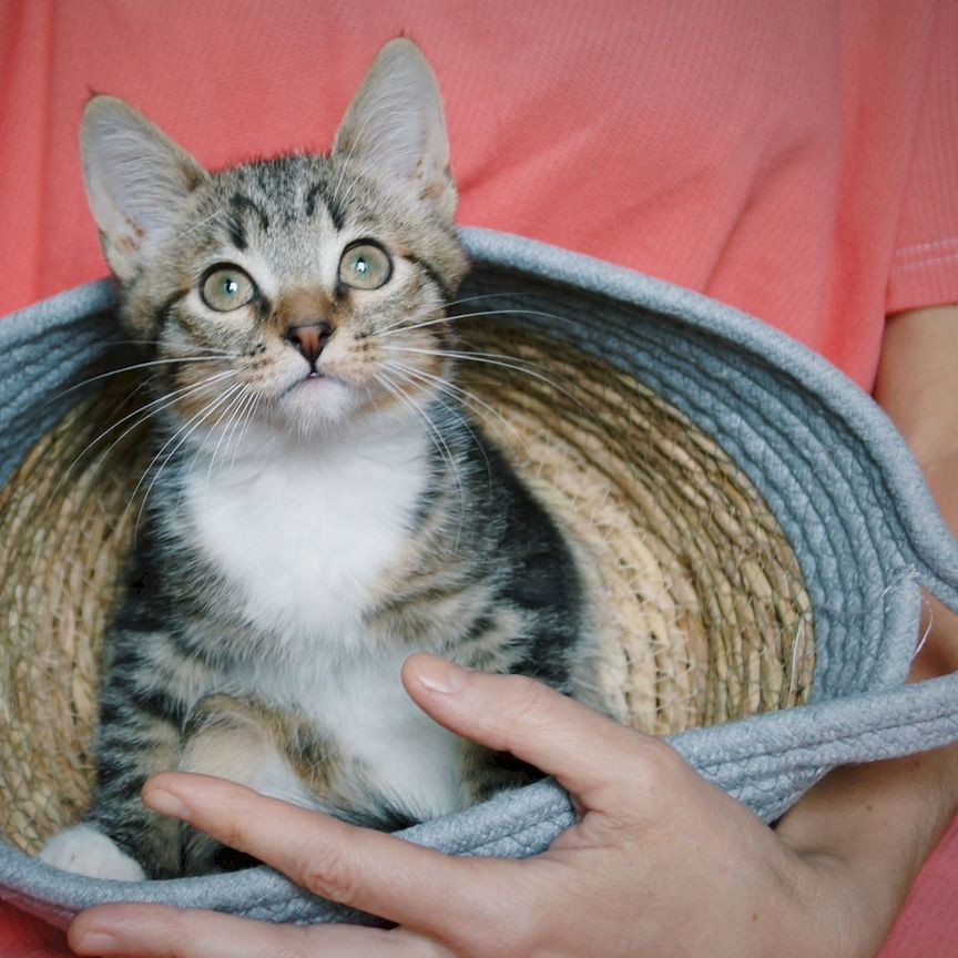 Котёнок мальчик