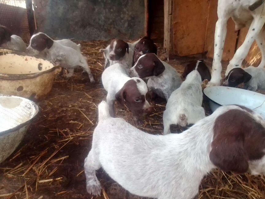 Продаются щенки Курцхаара от рабочих родителей