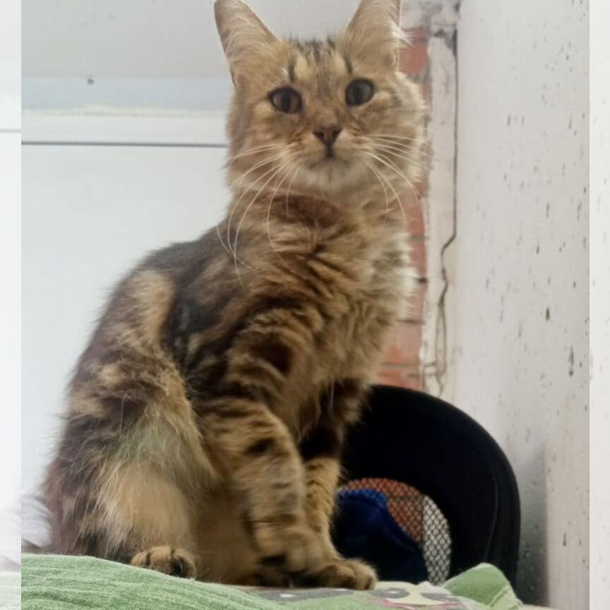 Кошка карельский бобтейл ждет семью