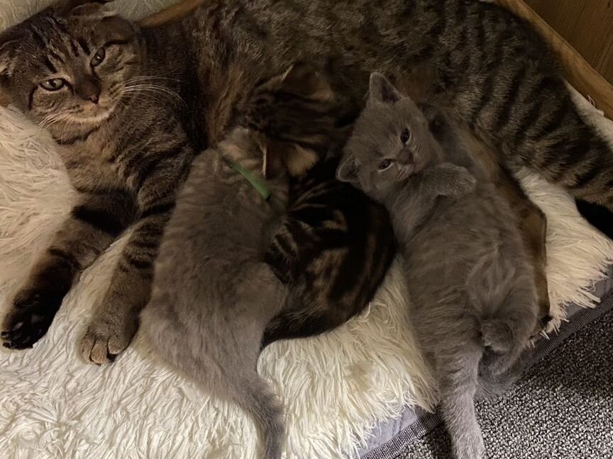 Шотландские котята