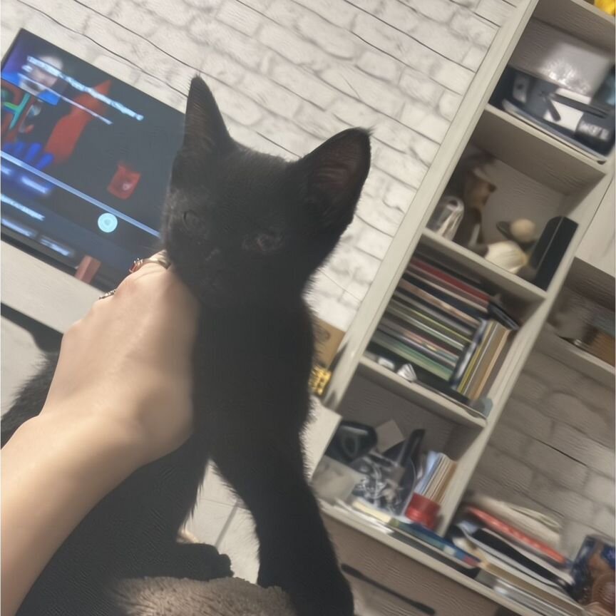 Чаузи котёнок