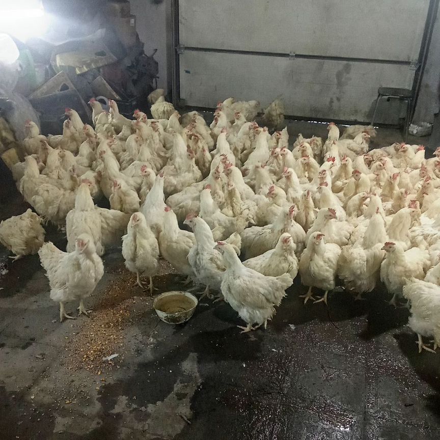 Куры несушки