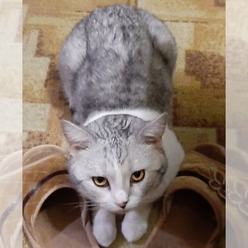 Кот Пончик погибнет на улице