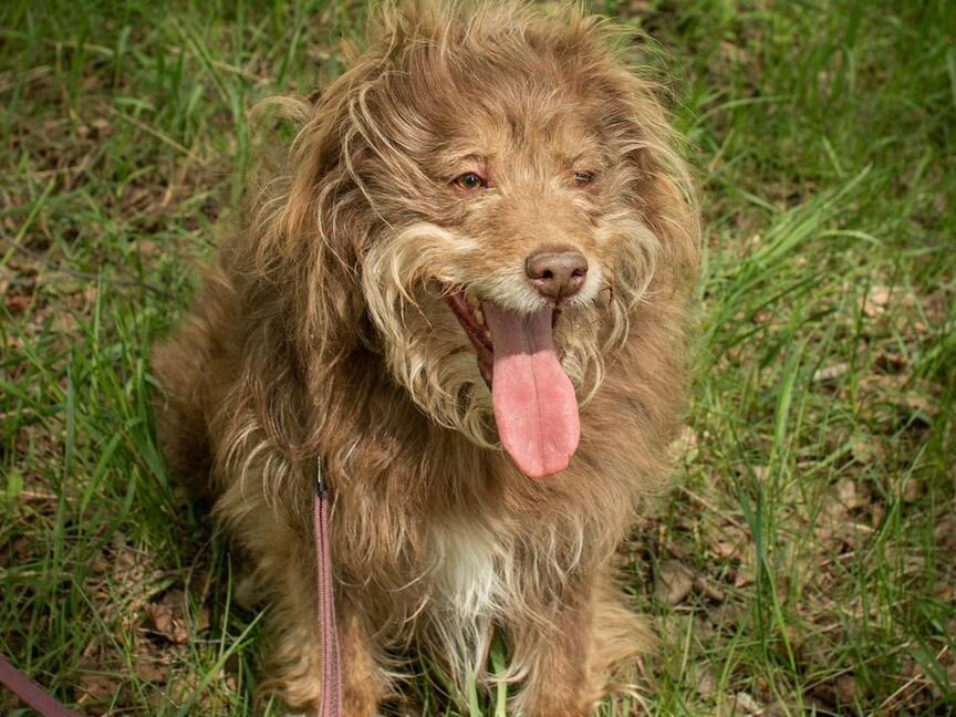 Невероятный Чарли ищет дом