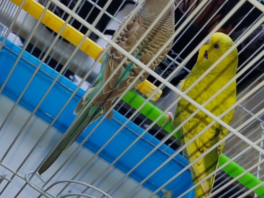 Волнистый попугай с клеткой