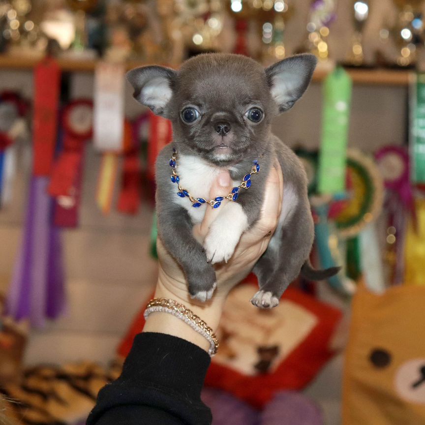 Голубой мальчик Чиxуaxуa с Бэби-Фэйс с доставкой и