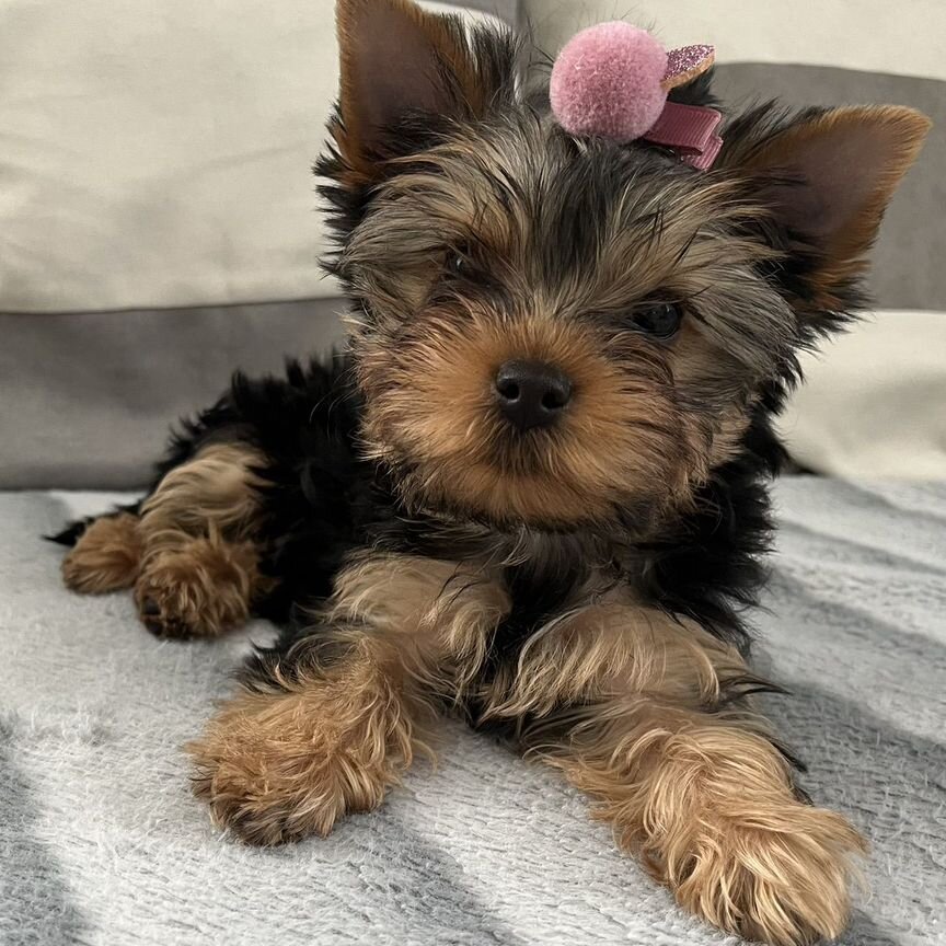 Йоркширский терьер, щенок