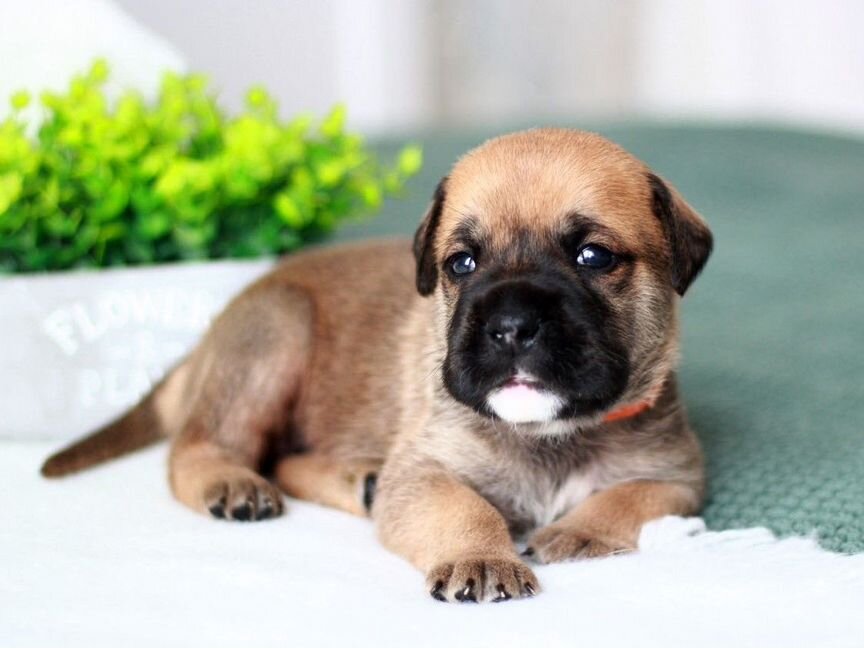 Ка ДЕ бо мальчики