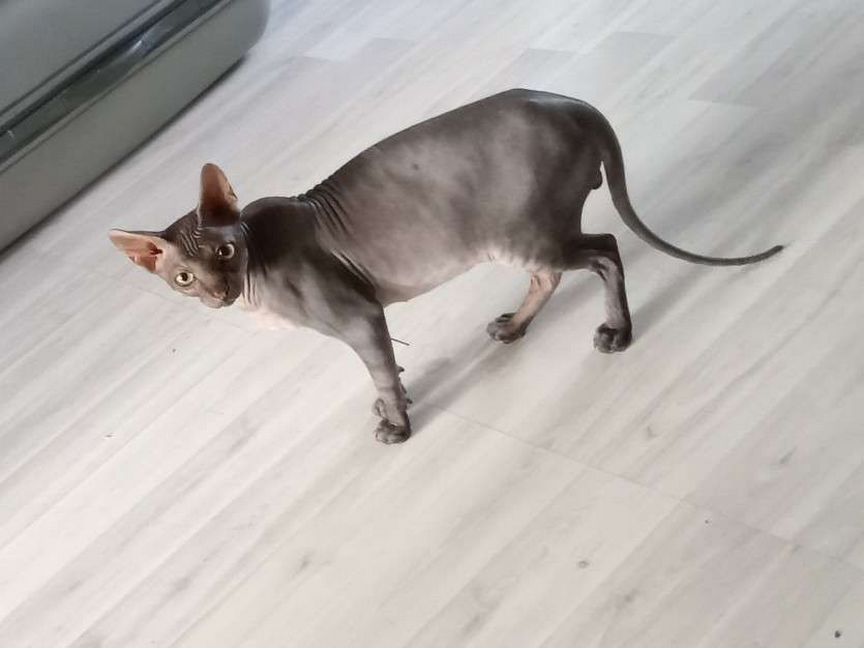 Канадский сфинкс вязка