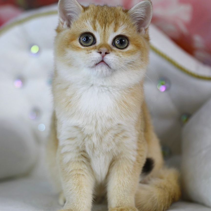 Шотландский прямоухий короткошёрстный котёнок