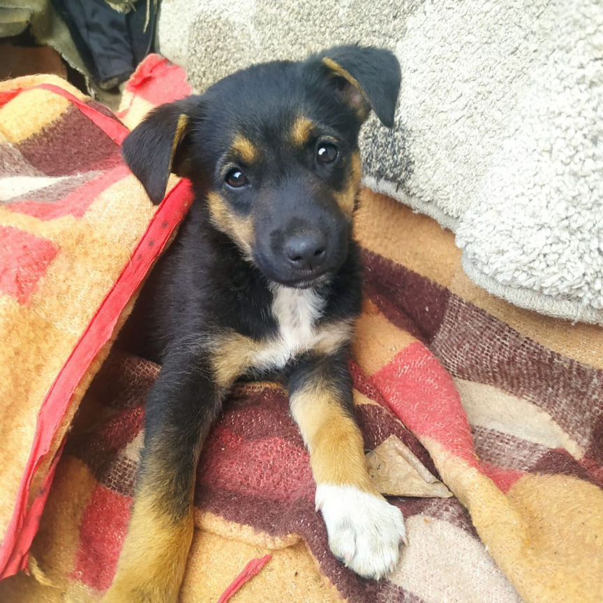 Маленький щенок в добрые руки