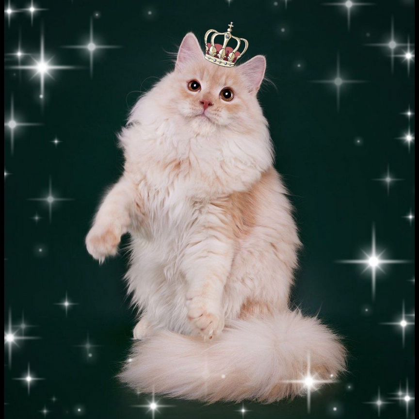 Сибирский котик в окрасе cameo