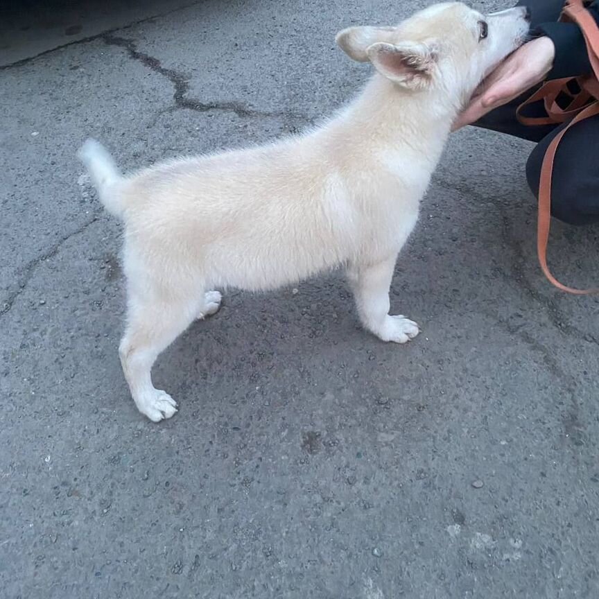 Щенок потеряшка в добрые руки