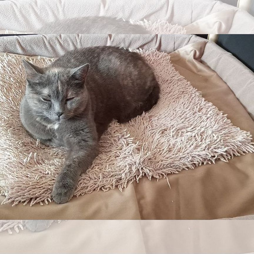 Кошка девочка 3 года