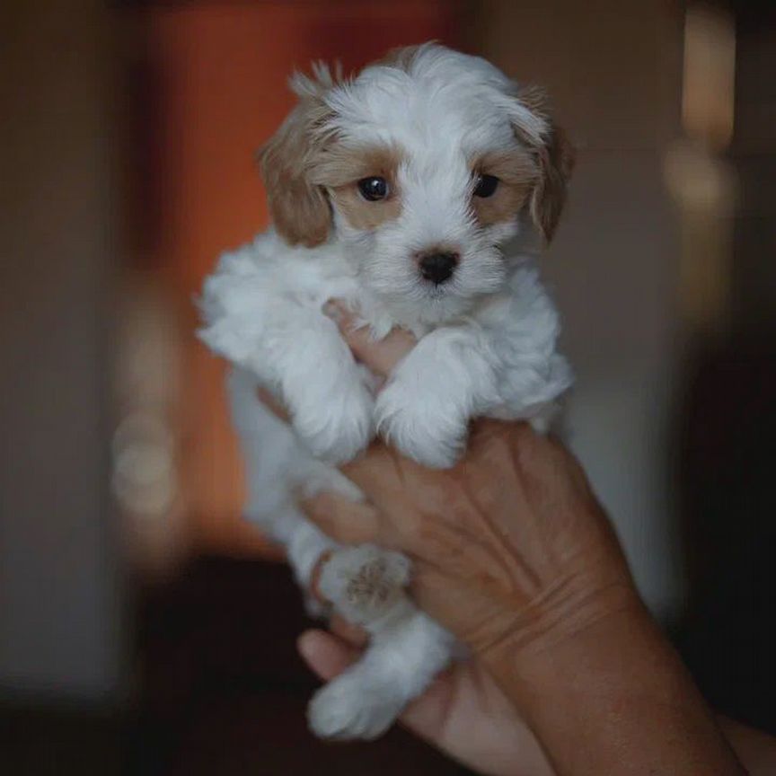 Продаю щенка Мальтипу,мальчик