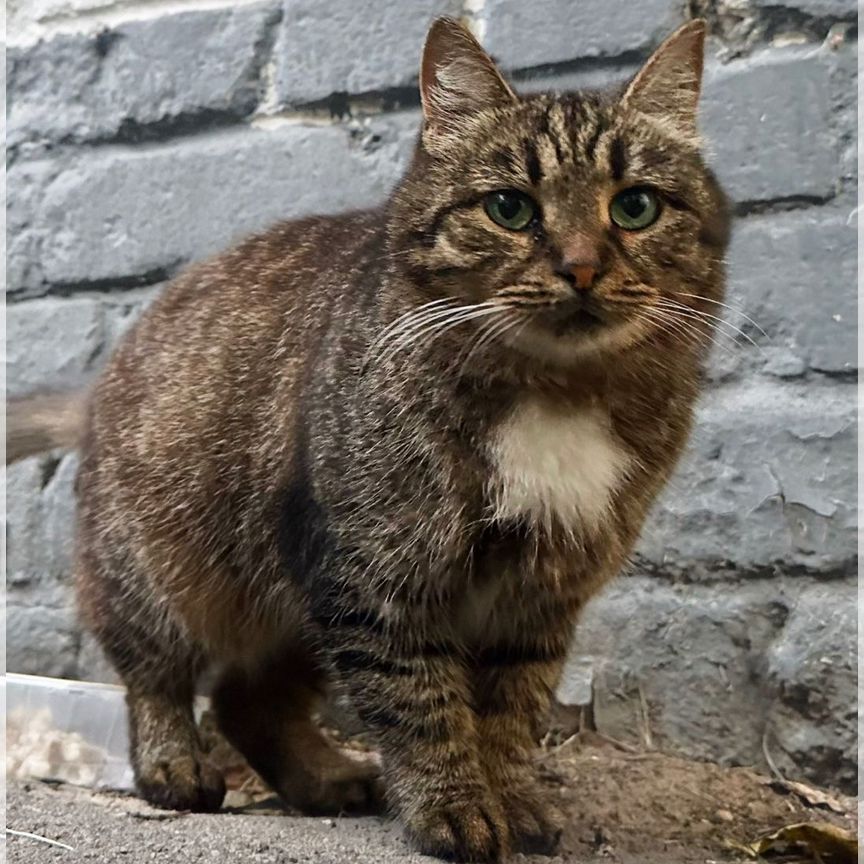 Кошечка Тяпа в добрые руки