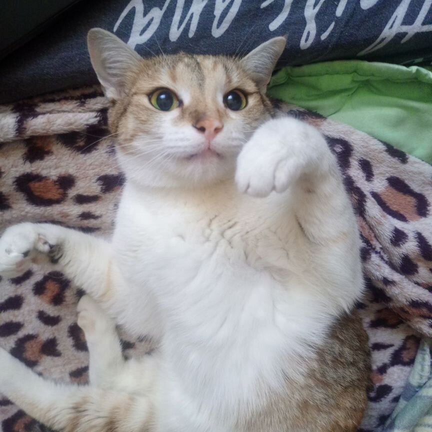 Кошка