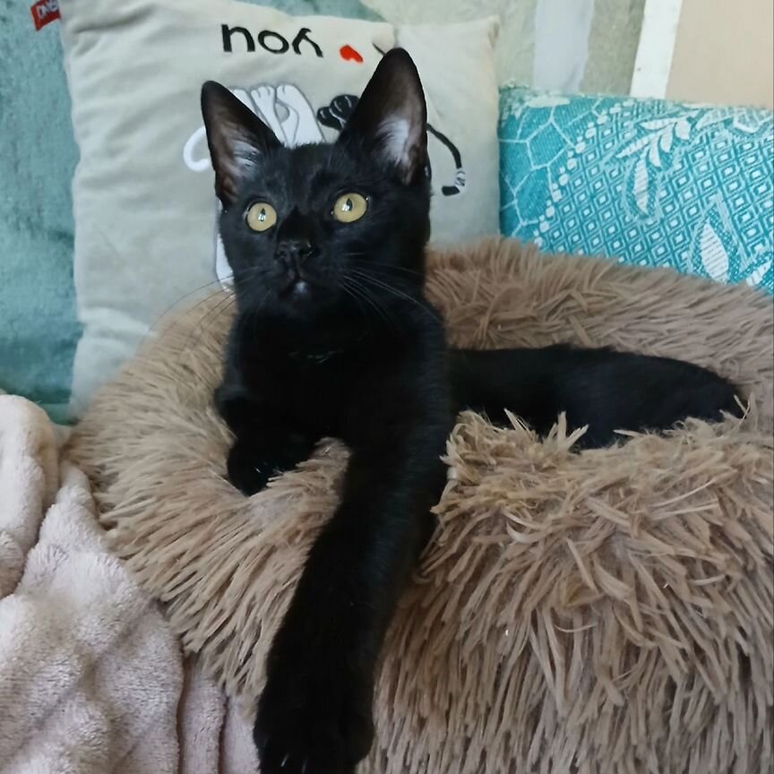 Чёрная красотка