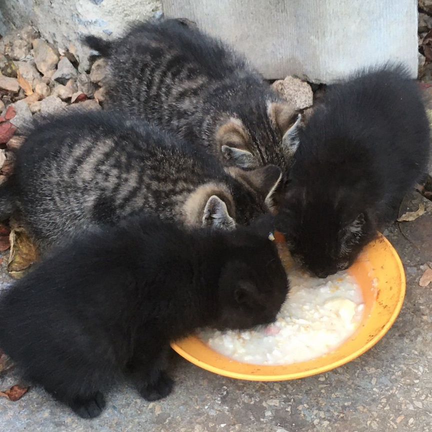 Корм для бездомных кошек