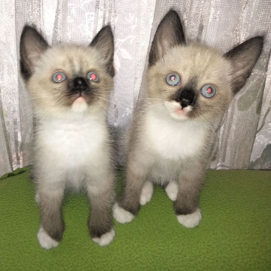 Бирманские котята