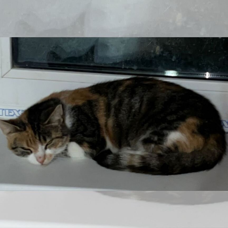 Люсеньке нужен дом