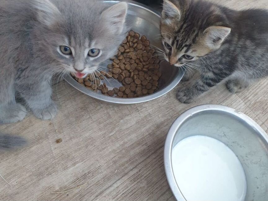 Котята в хорошие руки