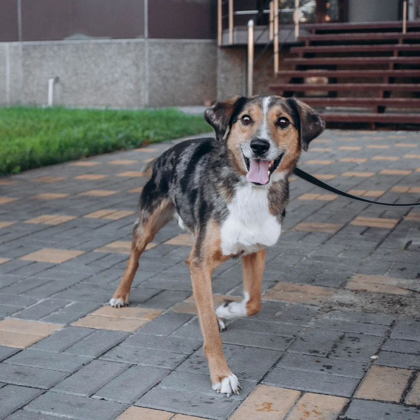 Добрейший Бим в поисках своей семьи