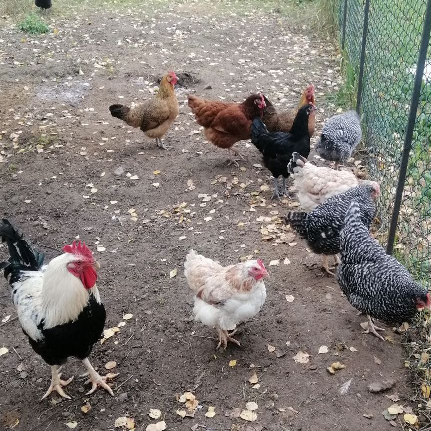 Куры несушки
