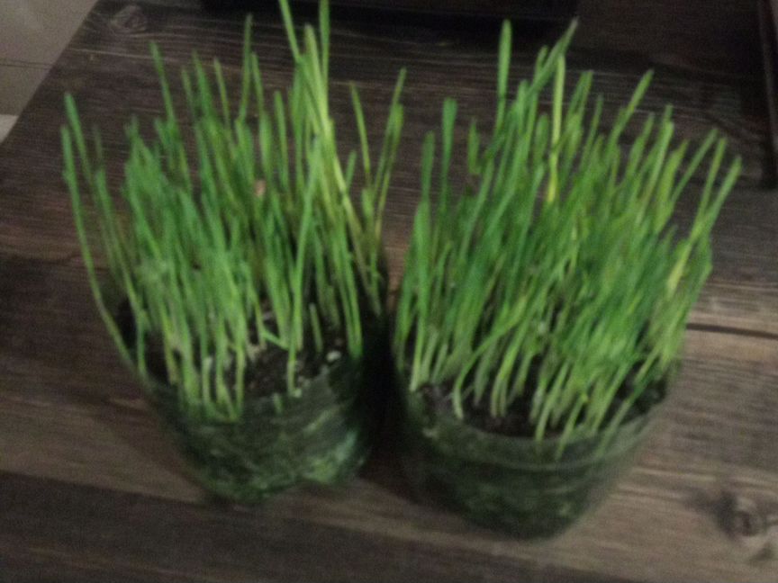 Трава для кошек