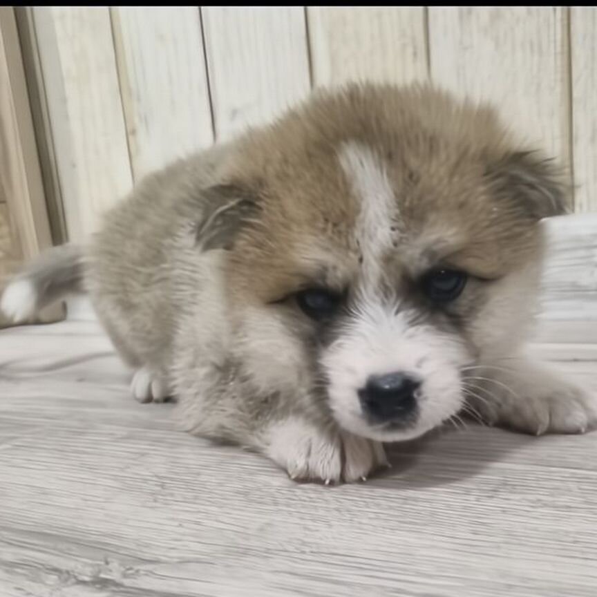 Акита-ину, щенок